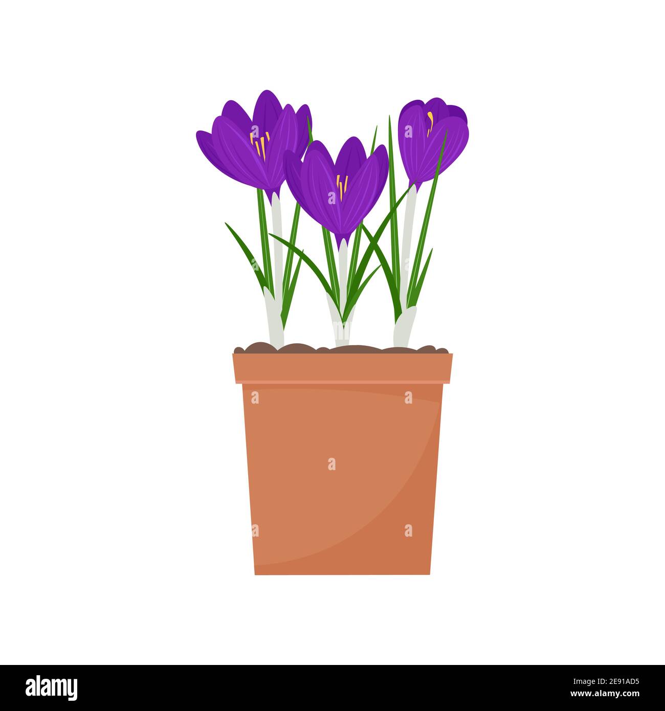 Crocus in a pot. Spring flowers vector illustration, isolated on white ...