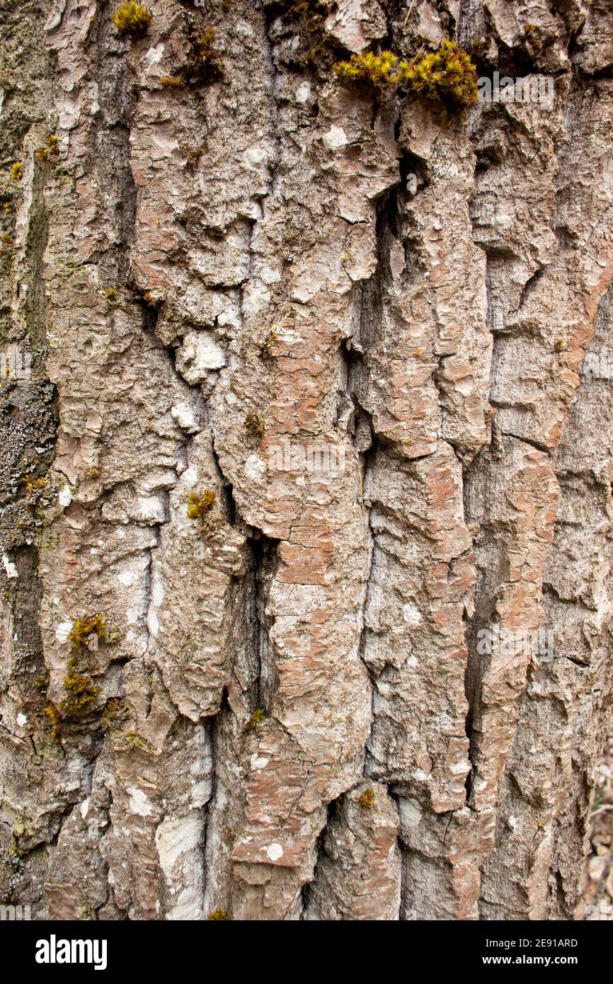 The furrowed bark of a black cottonwood tree, Populus trichocarpa ...