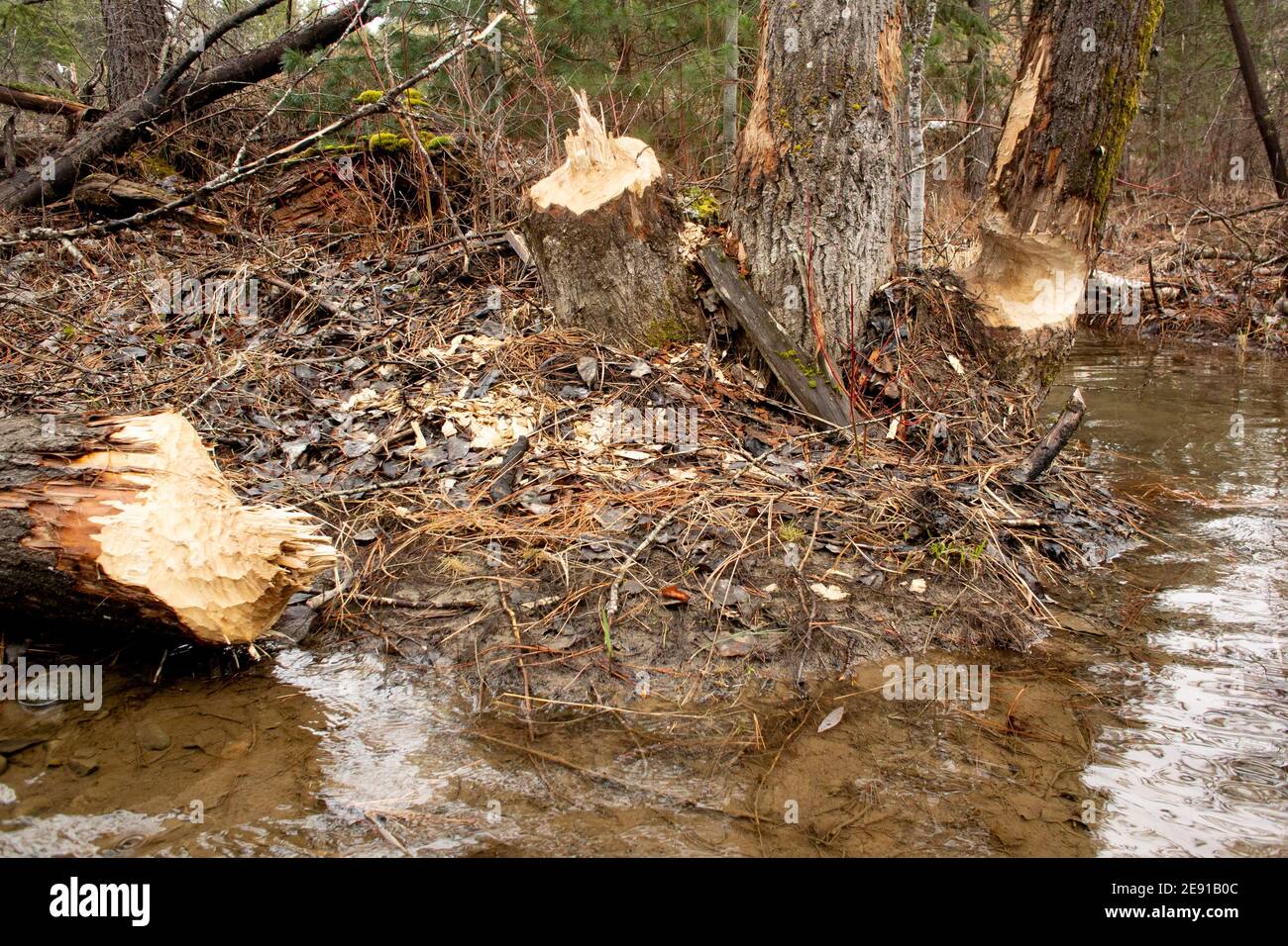 Canadian poplar or canada poplar populus a canadensis hi-res stock ...