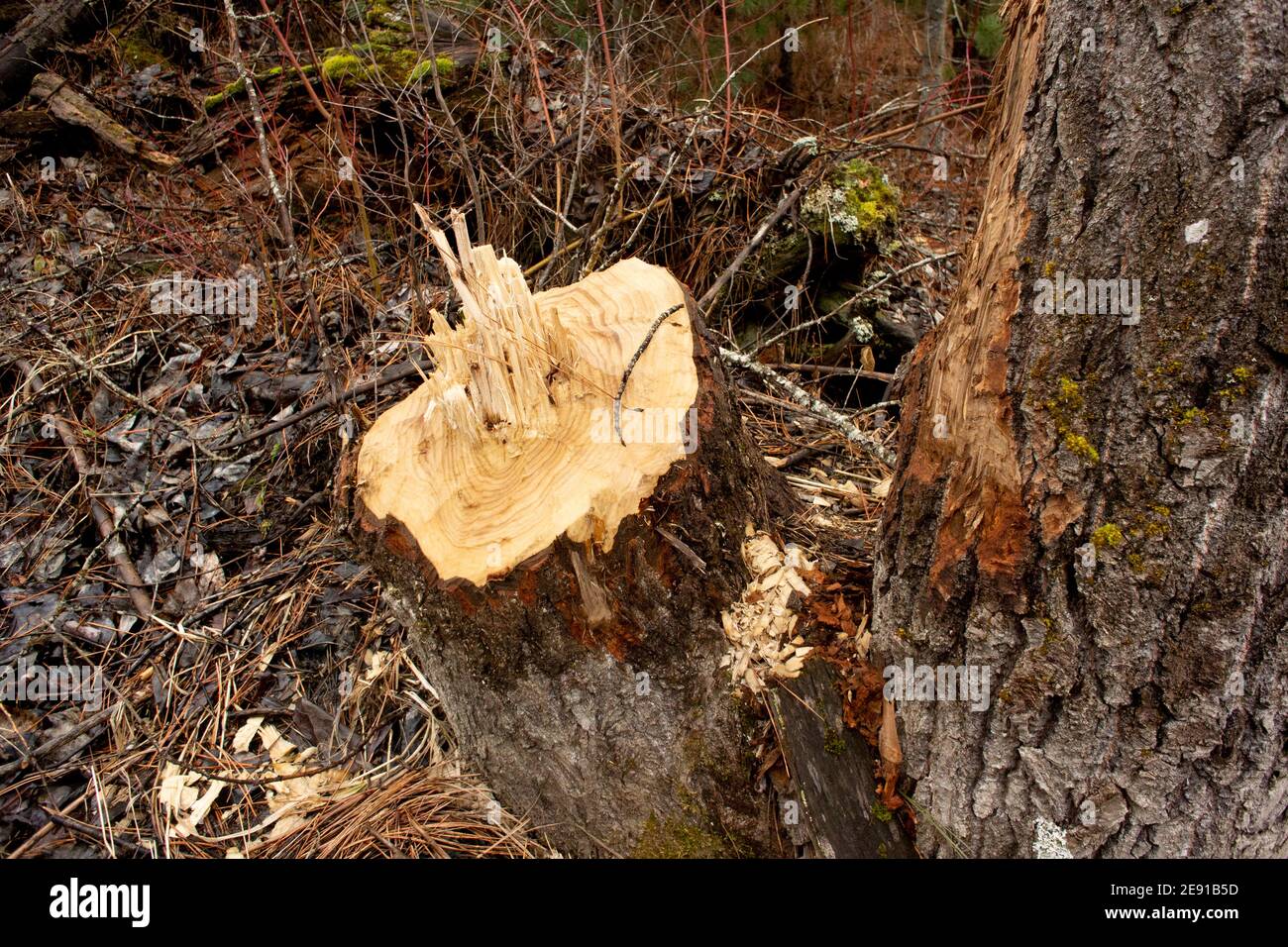 Canadian poplar or canada poplar populus a canadensis hi-res stock ...