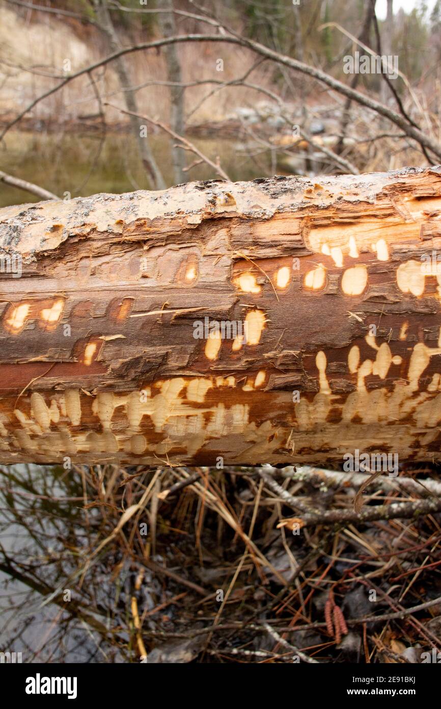 Beaver (Castor canadensis) damage to a fallen black cottonwood tree ...