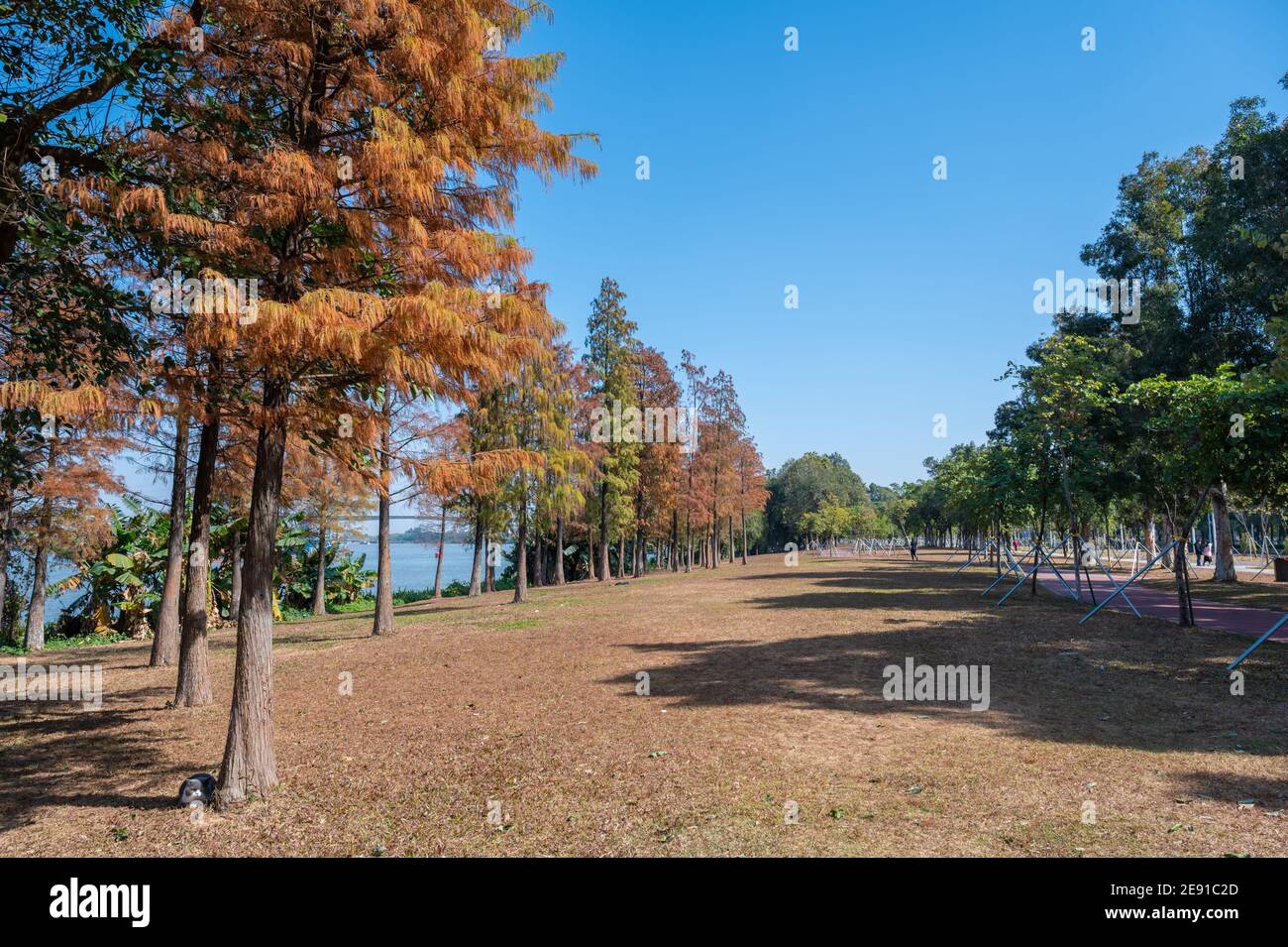 Park landscape grass and trees Stock Photo - Alamy