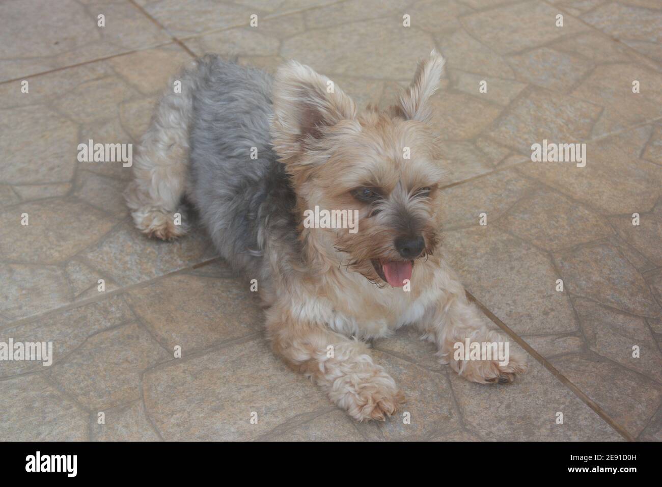 Yorkshire posando para a foto Stock Photo - Alamy