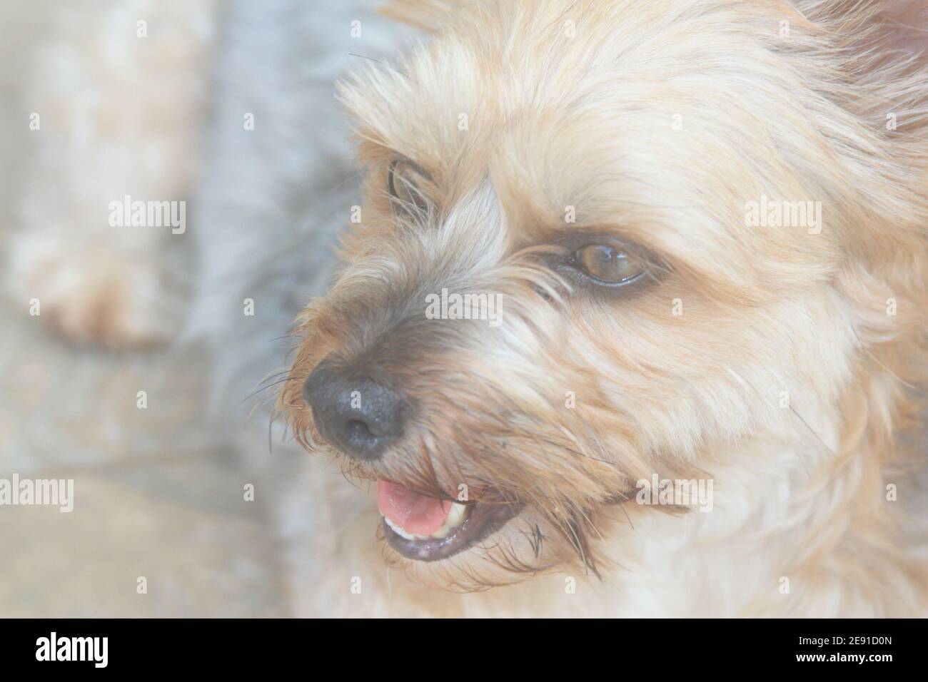 Yorkshire posando para a foto Stock Photo - Alamy
