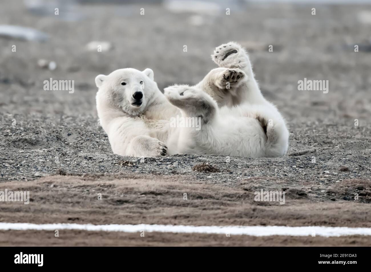 Playful Polar bear (Ursus maritimus) in the Arctic Circle of Kaktovik, Alaska Stock Photo - Alamy
