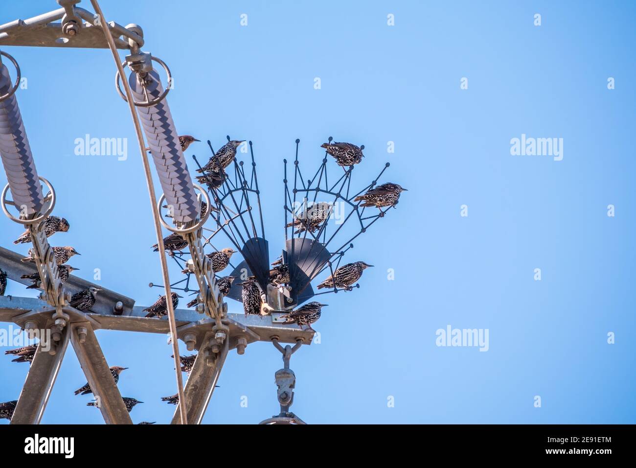 A flock of starlings sits on an electrical pylon. Birds Sitting on ...
