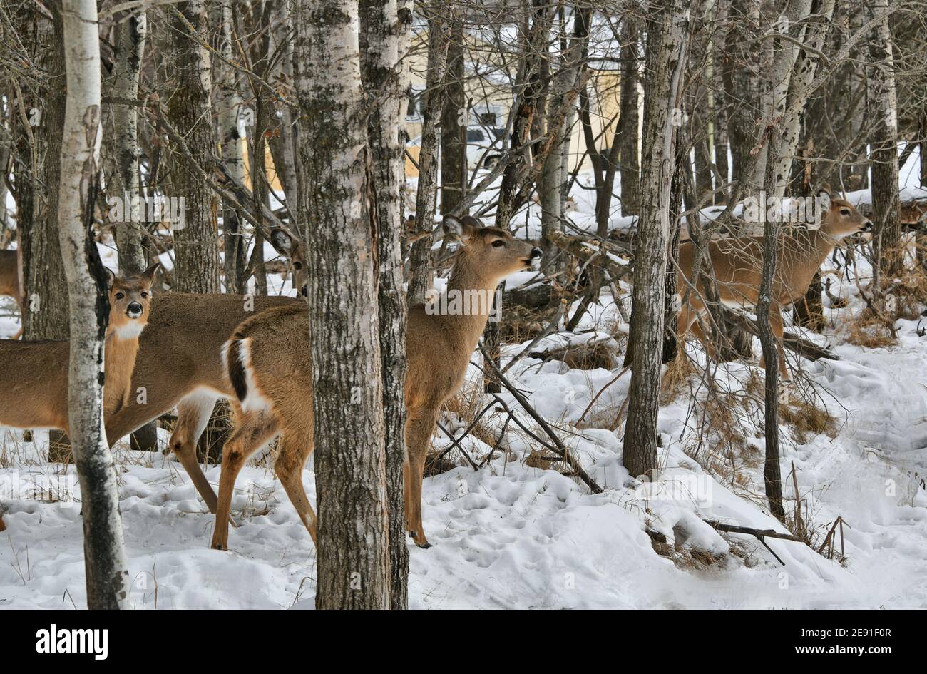 Deer winter canada hi-res stock photography and images - Alamy