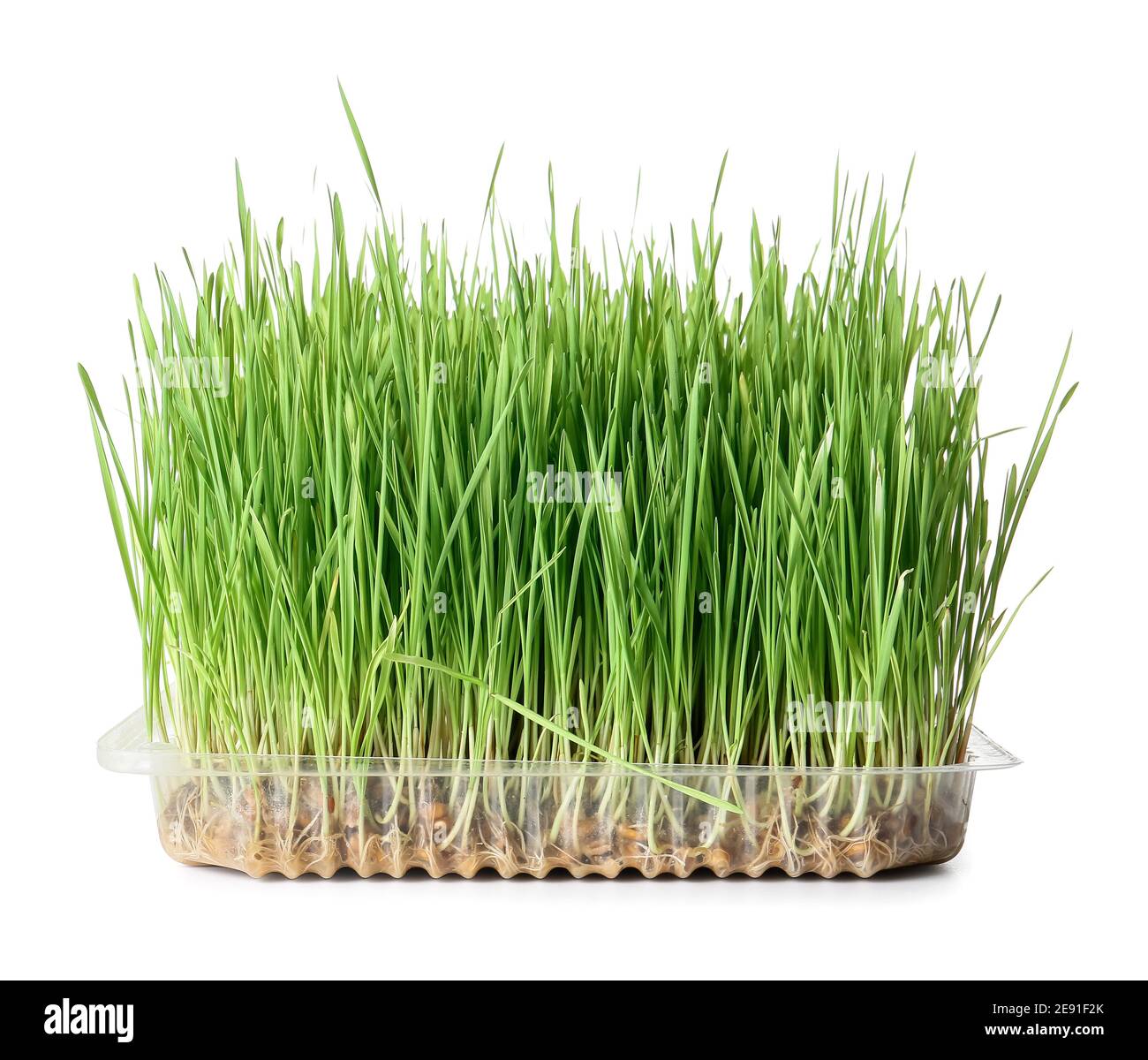 Fresh green wheatgrass in plastic container on white background Stock ...