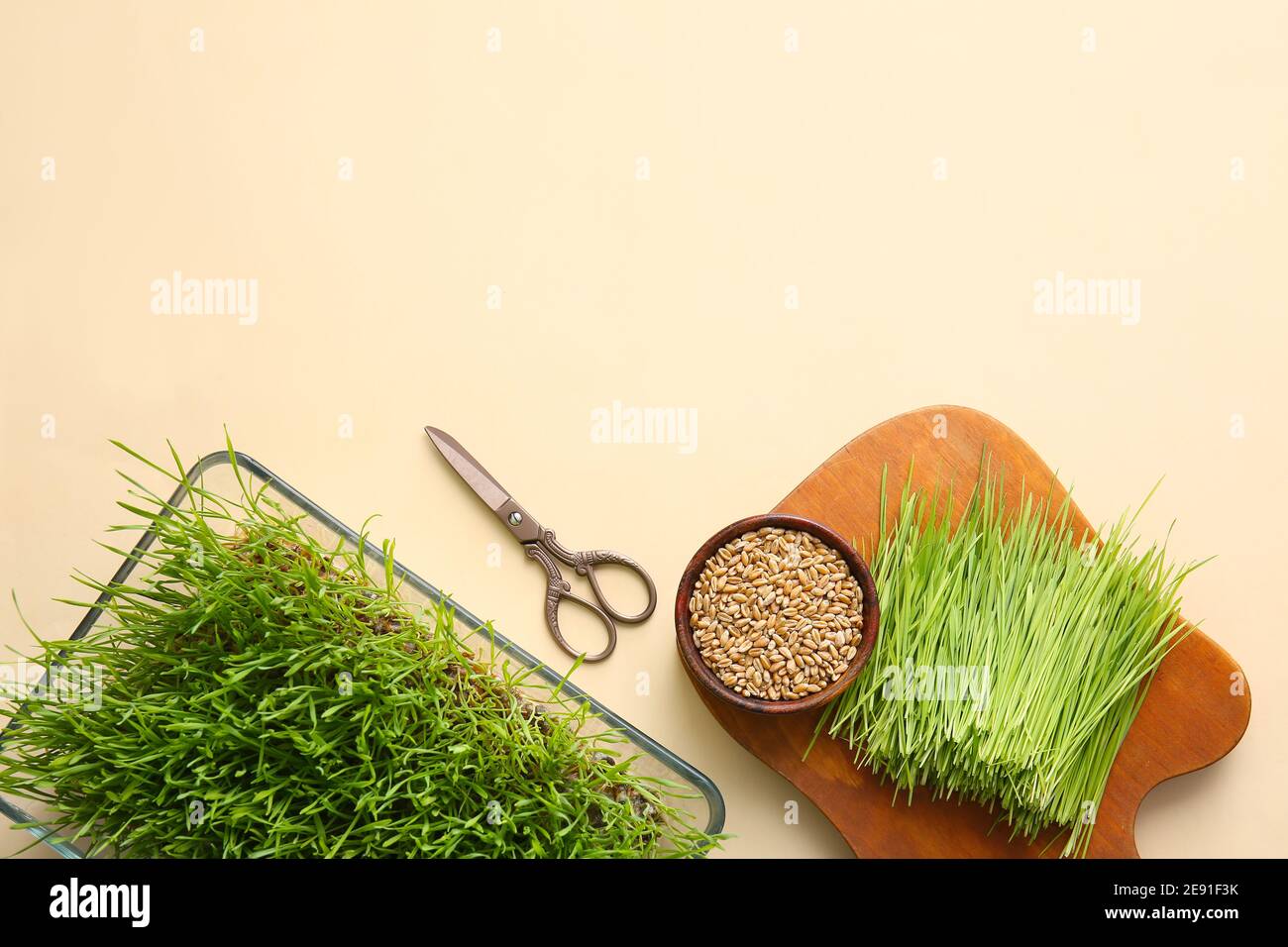 Wheat seeds germinating in hi-res stock photography and images - Alamy
