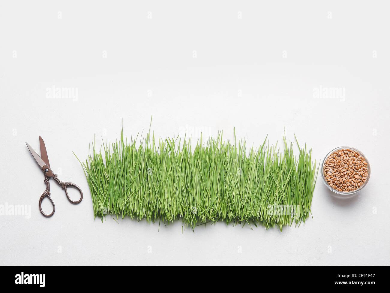 Fresh wheatgrass, seeds in bowl and scissors on white background Stock ...