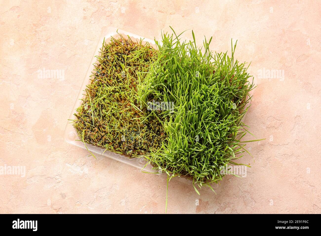 Fresh wheatgrass in bowl on color background Stock Photo - Alamy