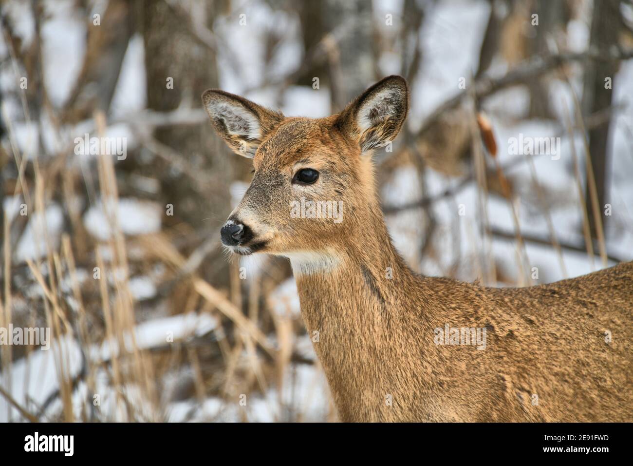 Photo Of Doe High Resolution Stock Photography and Images - Alamy