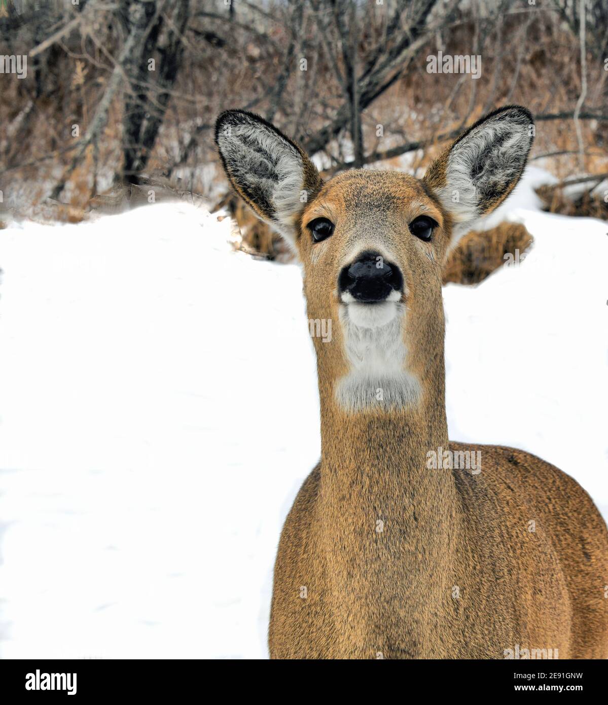 Deer Snow Wallpaper