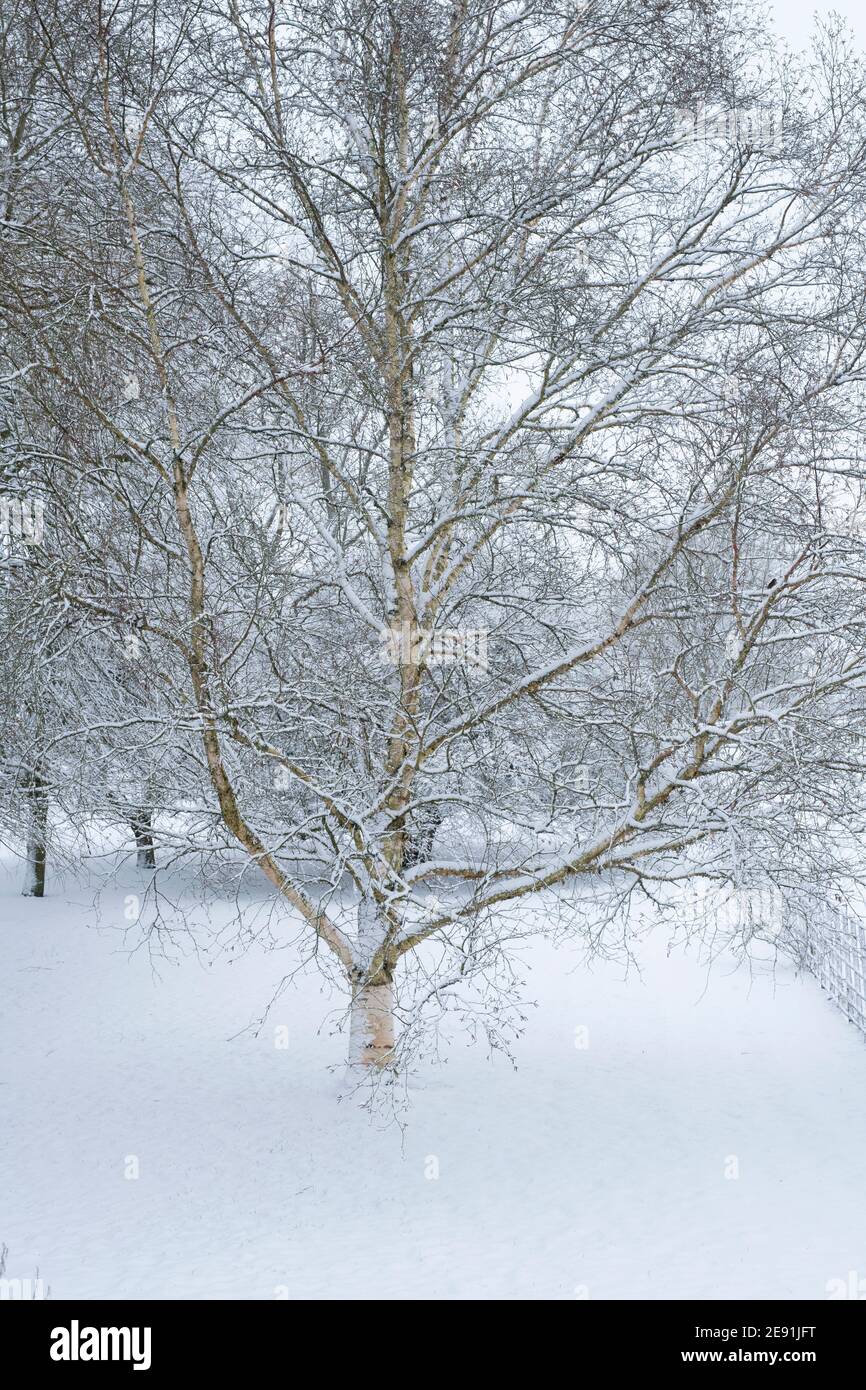 Betula pendula. Silver birch tree in the snow. Swinbrook, Cotswolds ...