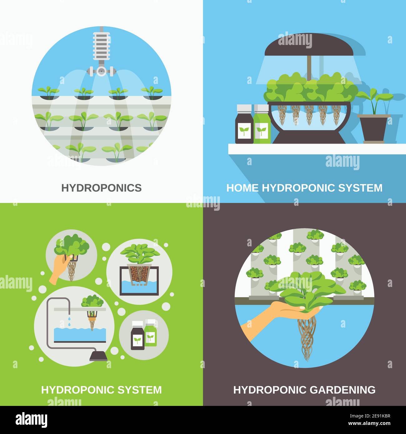 Hydroponic vegetable production Stock Vector Images - Alamy