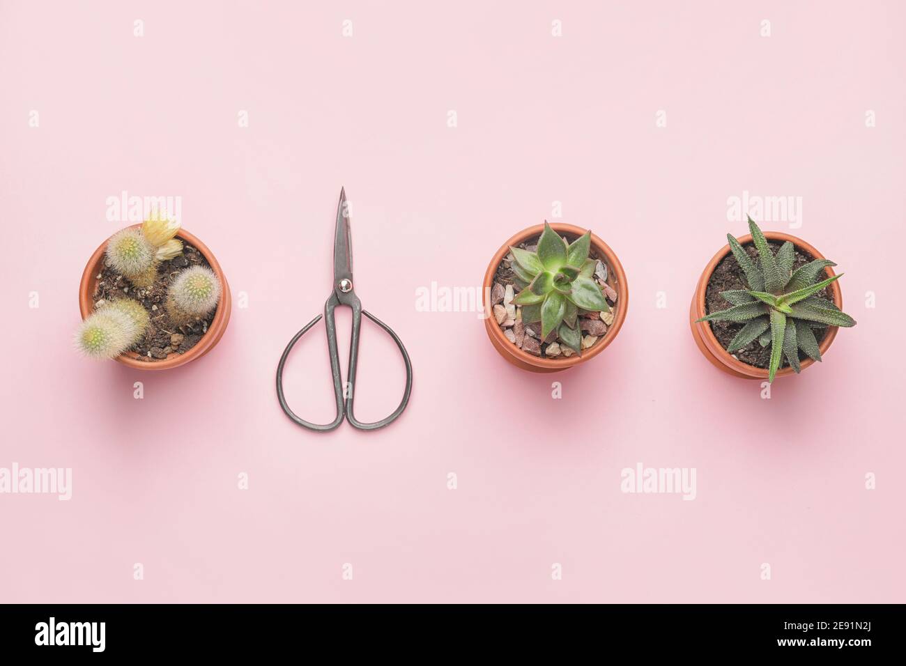 Succulents, cactus and scissors on color background Stock Photo - Alamy