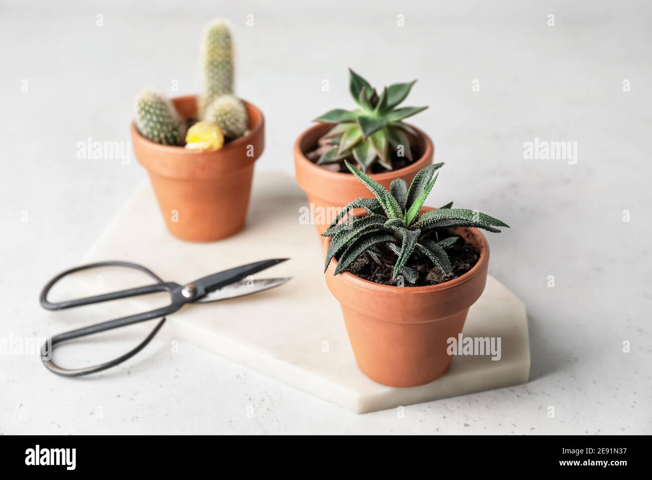 Board with succulents, cactus and scissors on light background Stock ...
