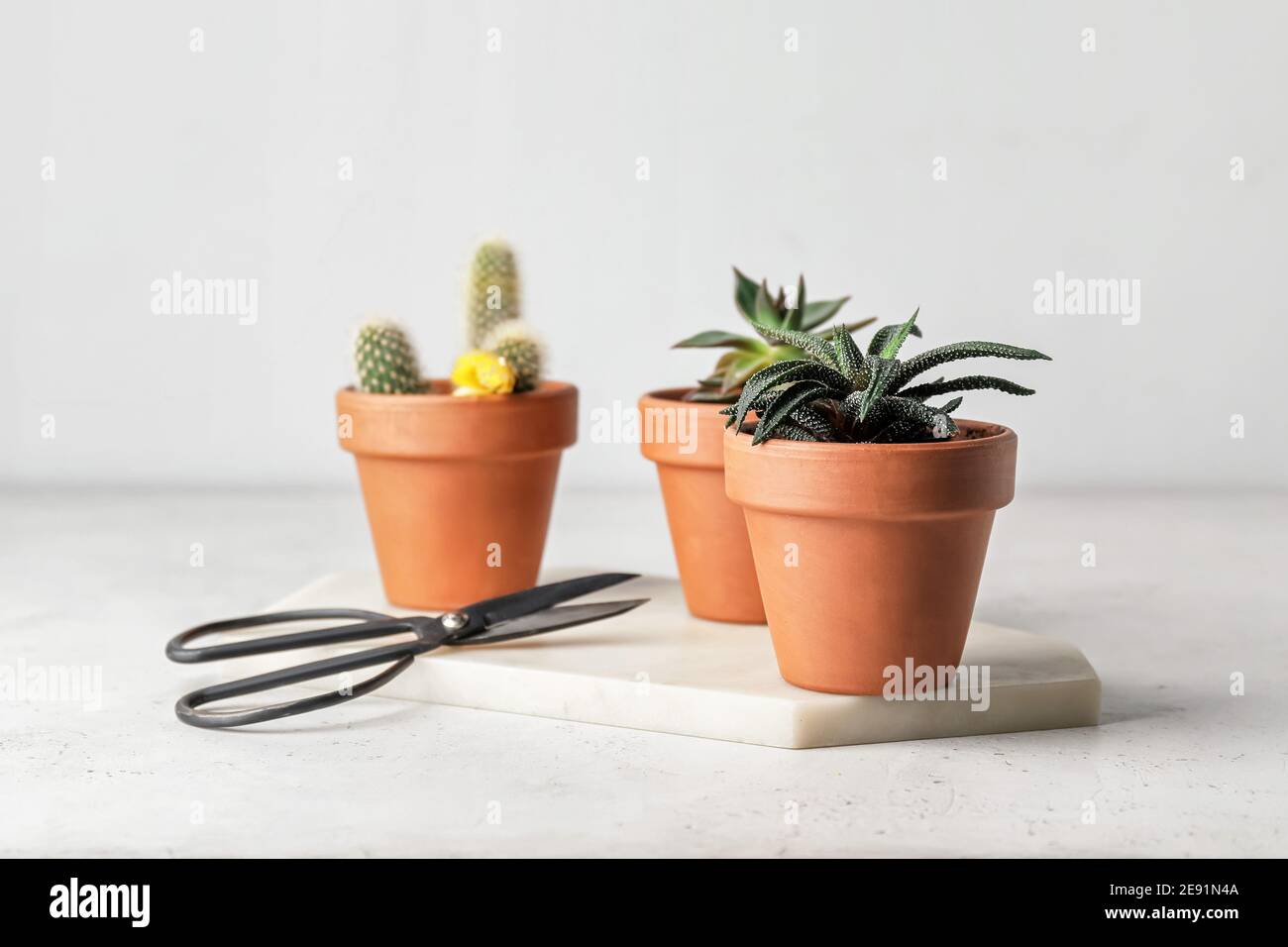 Board with succulents, cactus and scissors on light background Stock ...
