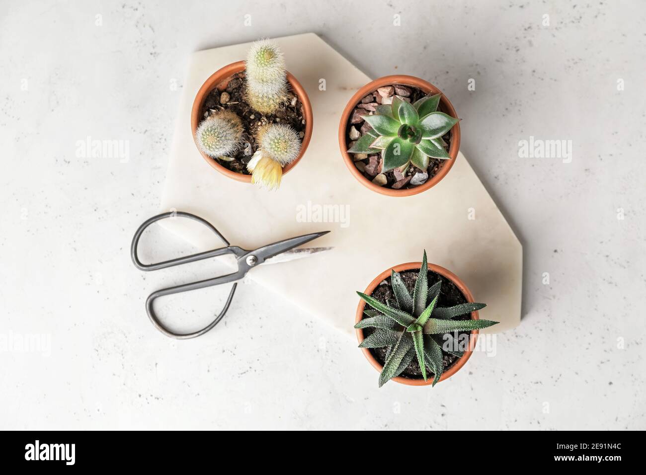 Board with succulents, cactus and scissors on light background Stock ...