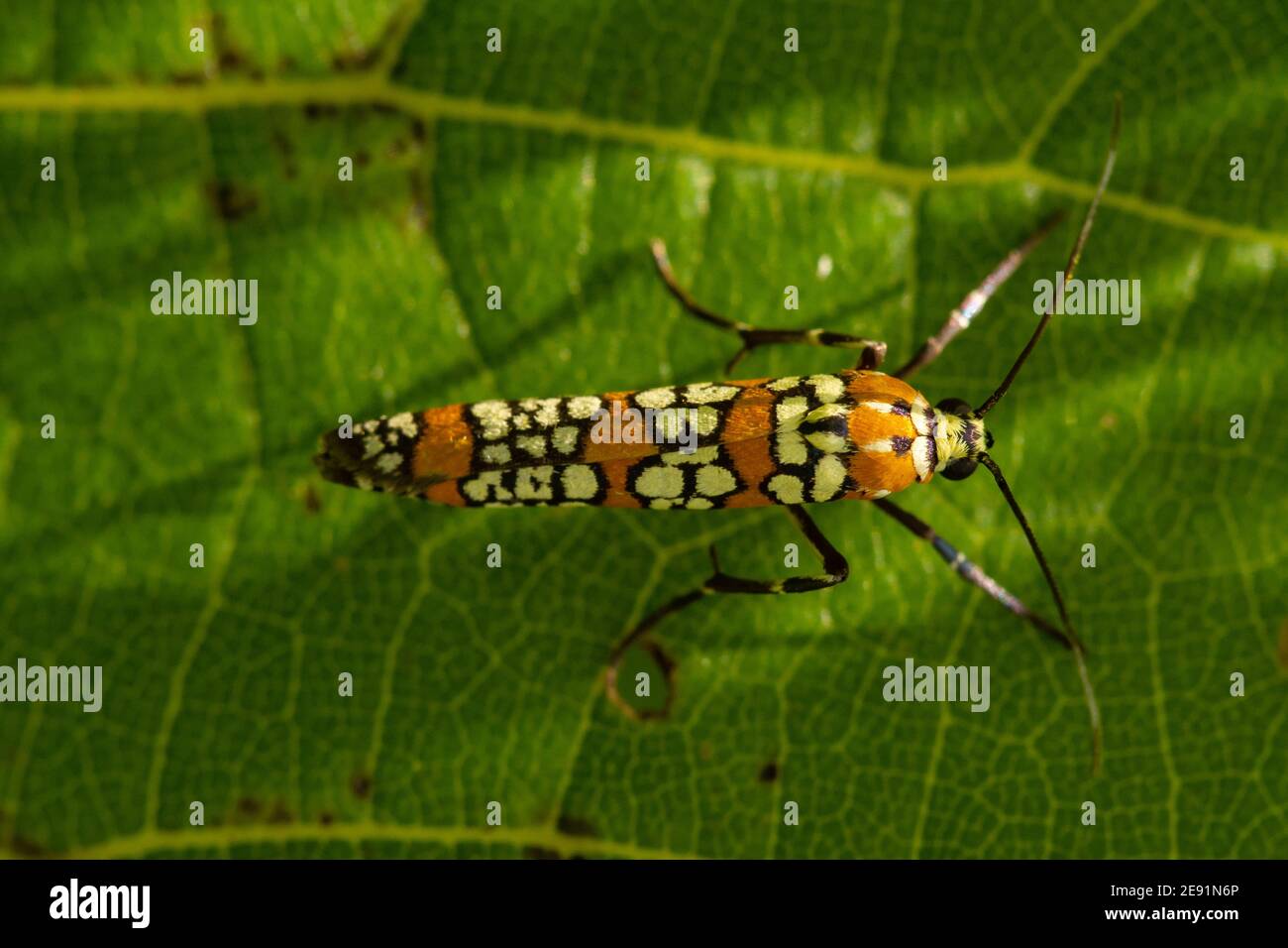 Webworm moth hi-res stock photography and images - Alamy