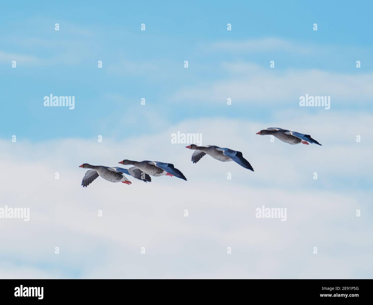 four gray geese flying side by side in blue sky Stock Photo - Alamy