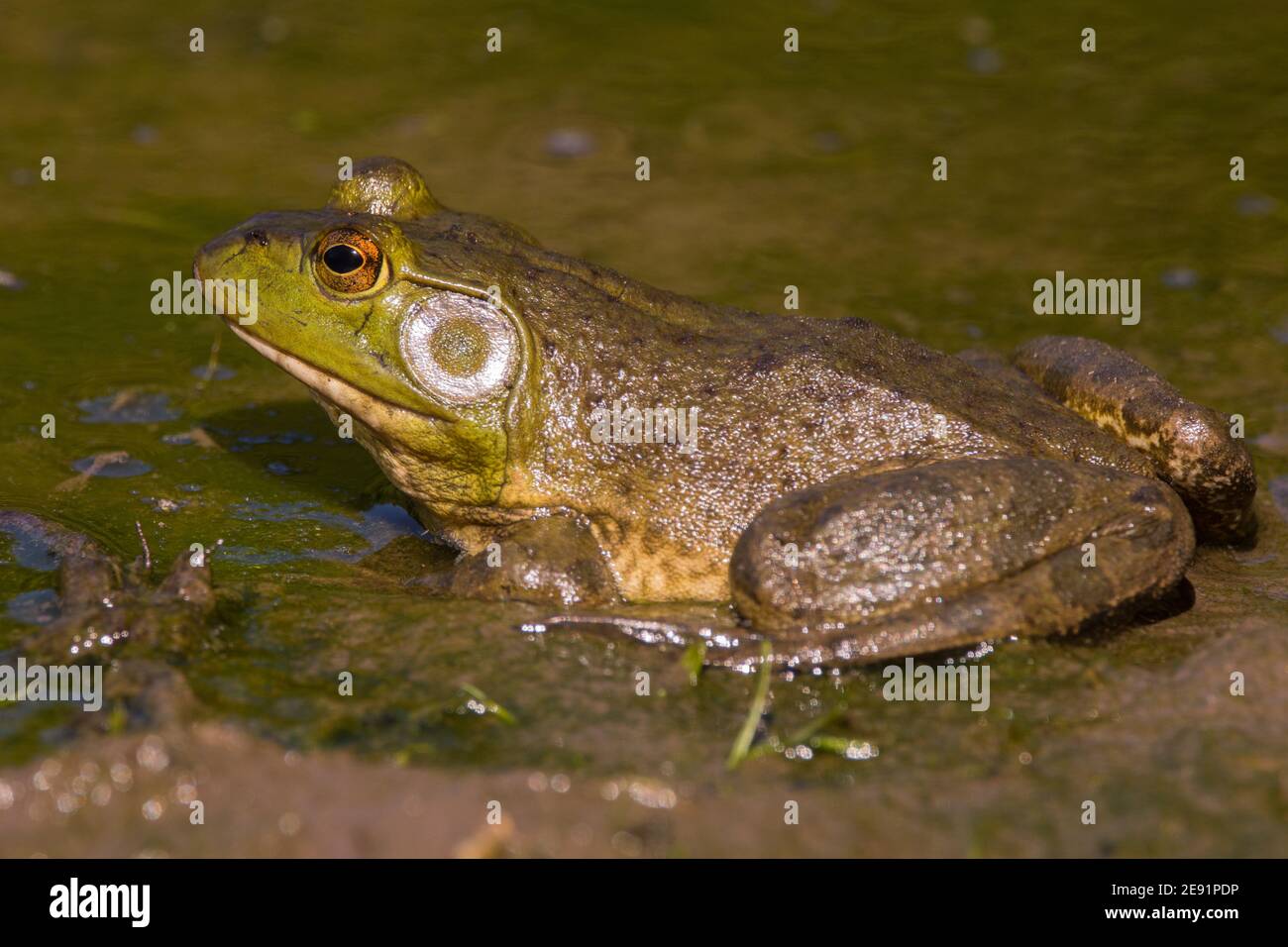 American bullfrog mud hi-res stock photography and images - Alamy