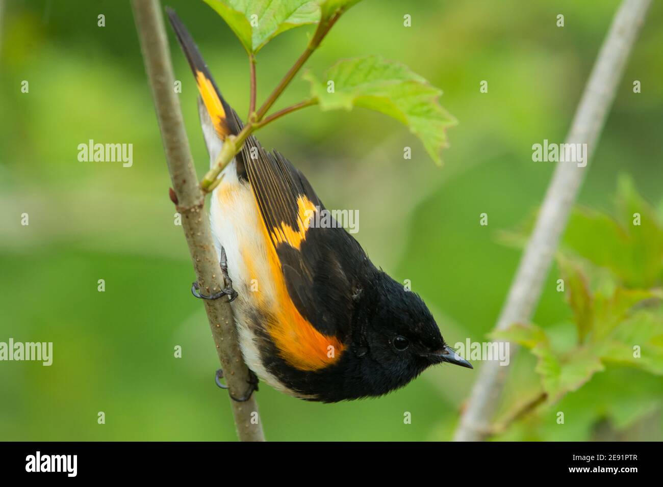 American Redstart warbler during the spring migration in Wisconsin ...