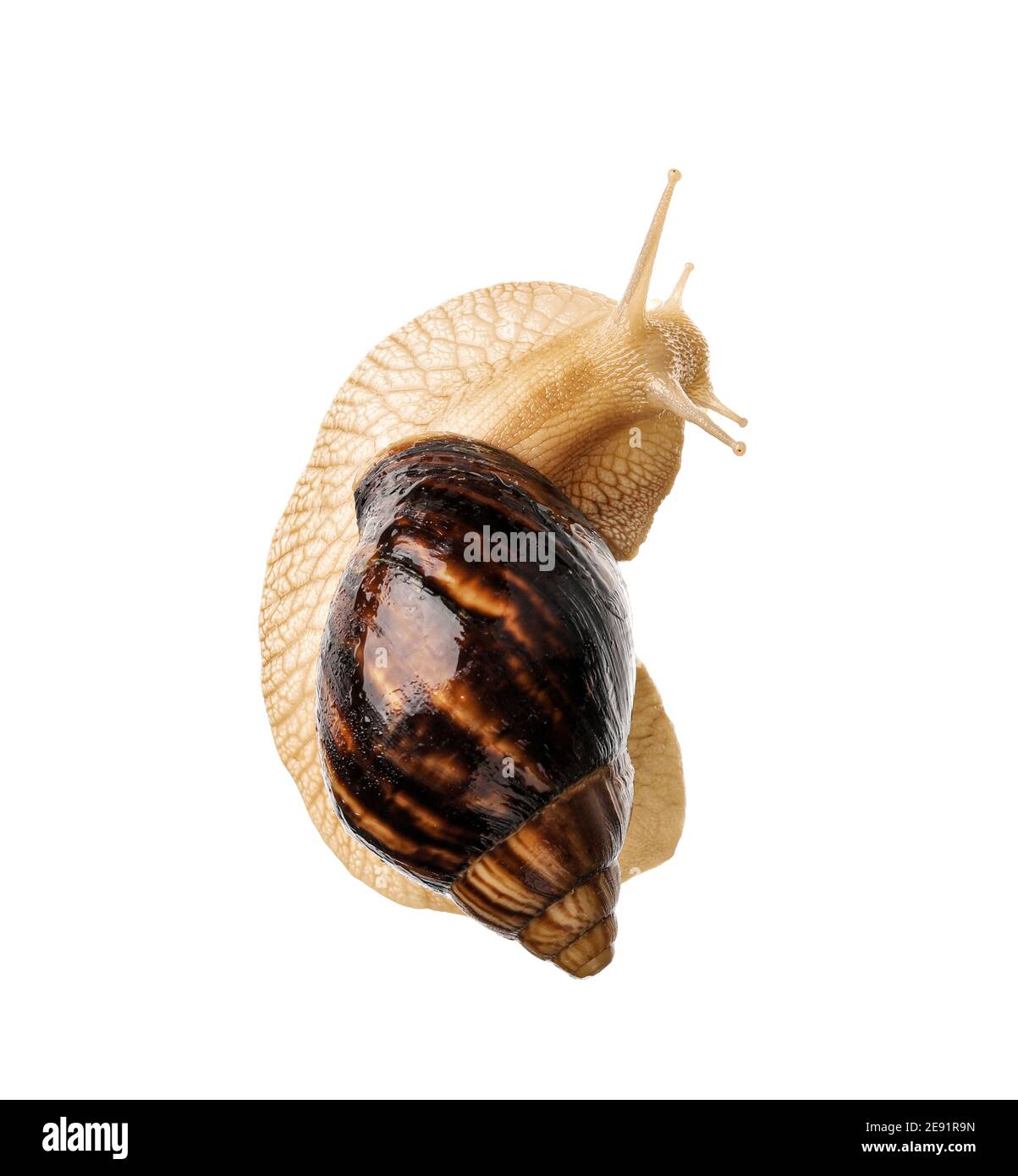 Giant Achatina snail on white background Stock Photo - Alamy