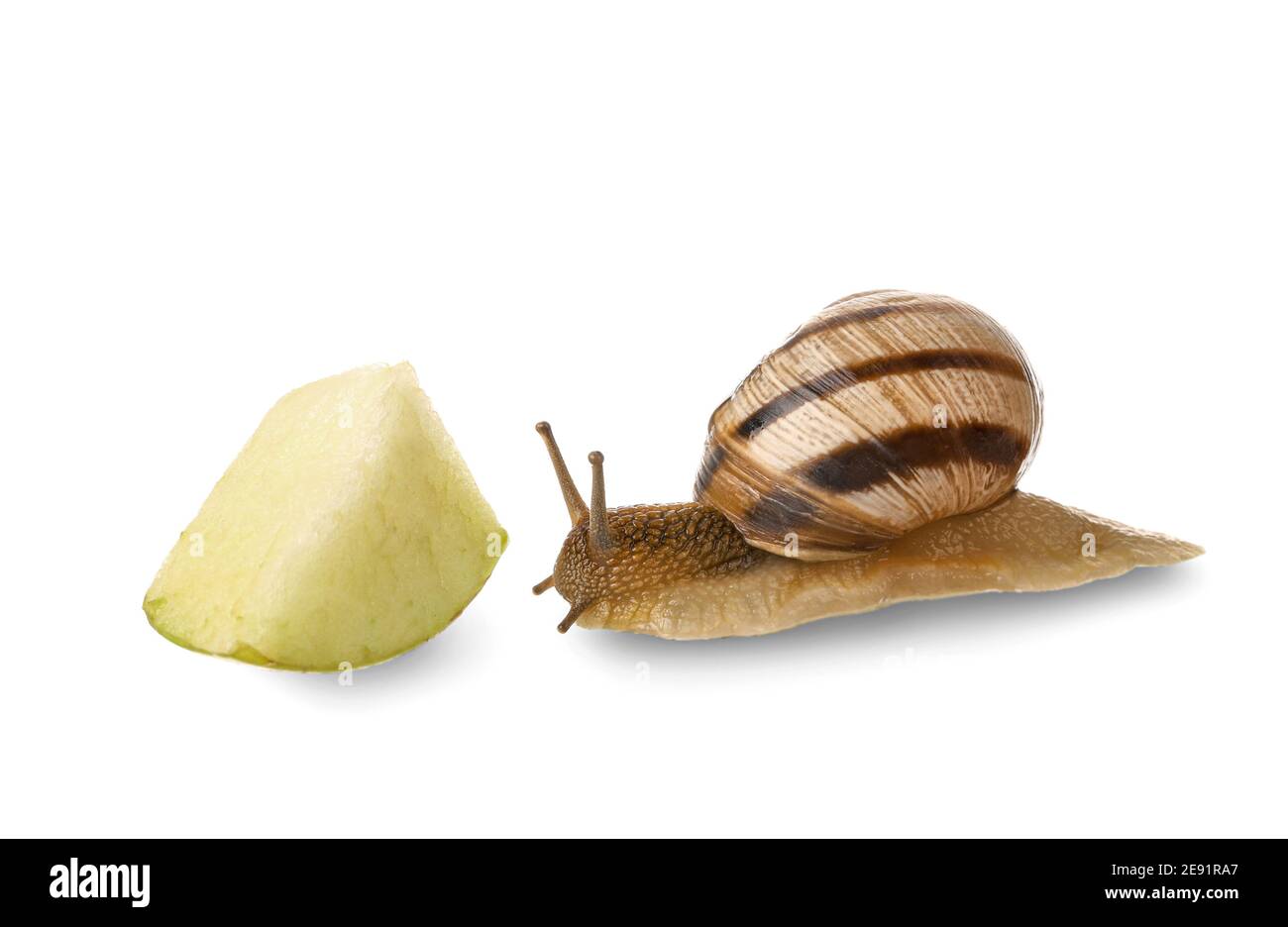 Grapevine snail on white background Stock Photo - Alamy