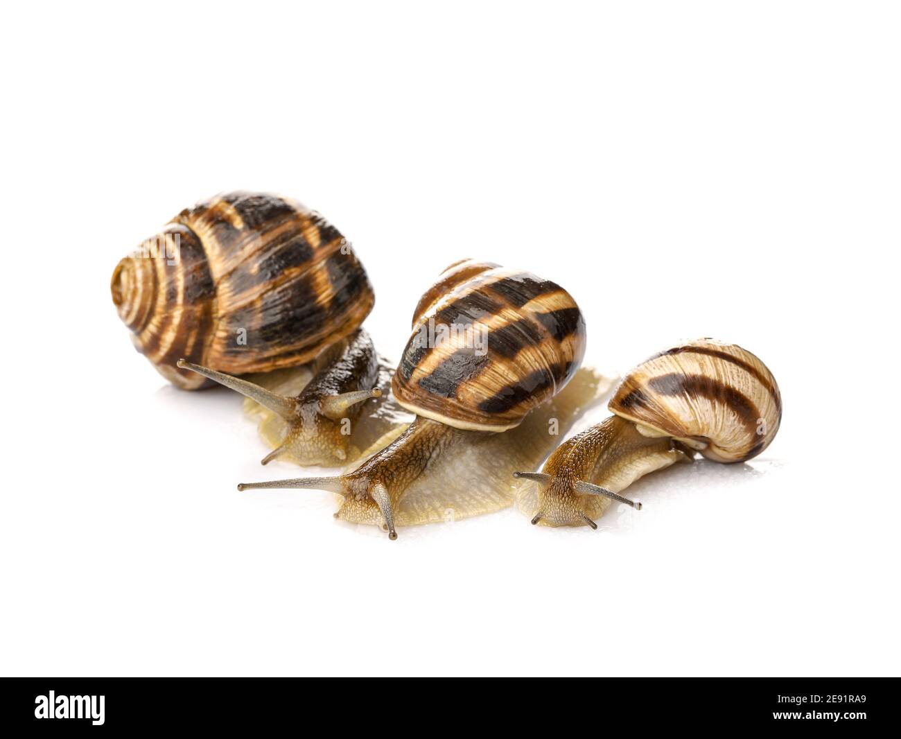 Grapevine snails on white background Stock Photo - Alamy