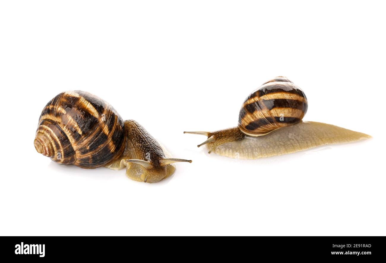 Grapevine snails on white background Stock Photo - Alamy
