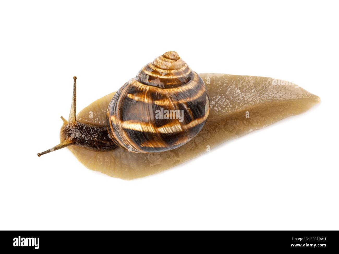 Grapevine snail on white background Stock Photo - Alamy