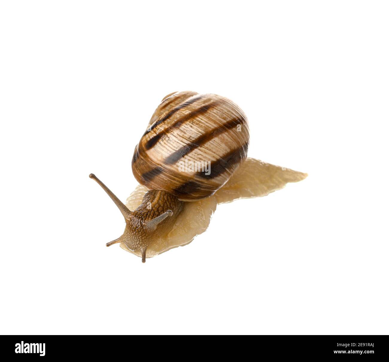 Grapevine snail on white background Stock Photo - Alamy