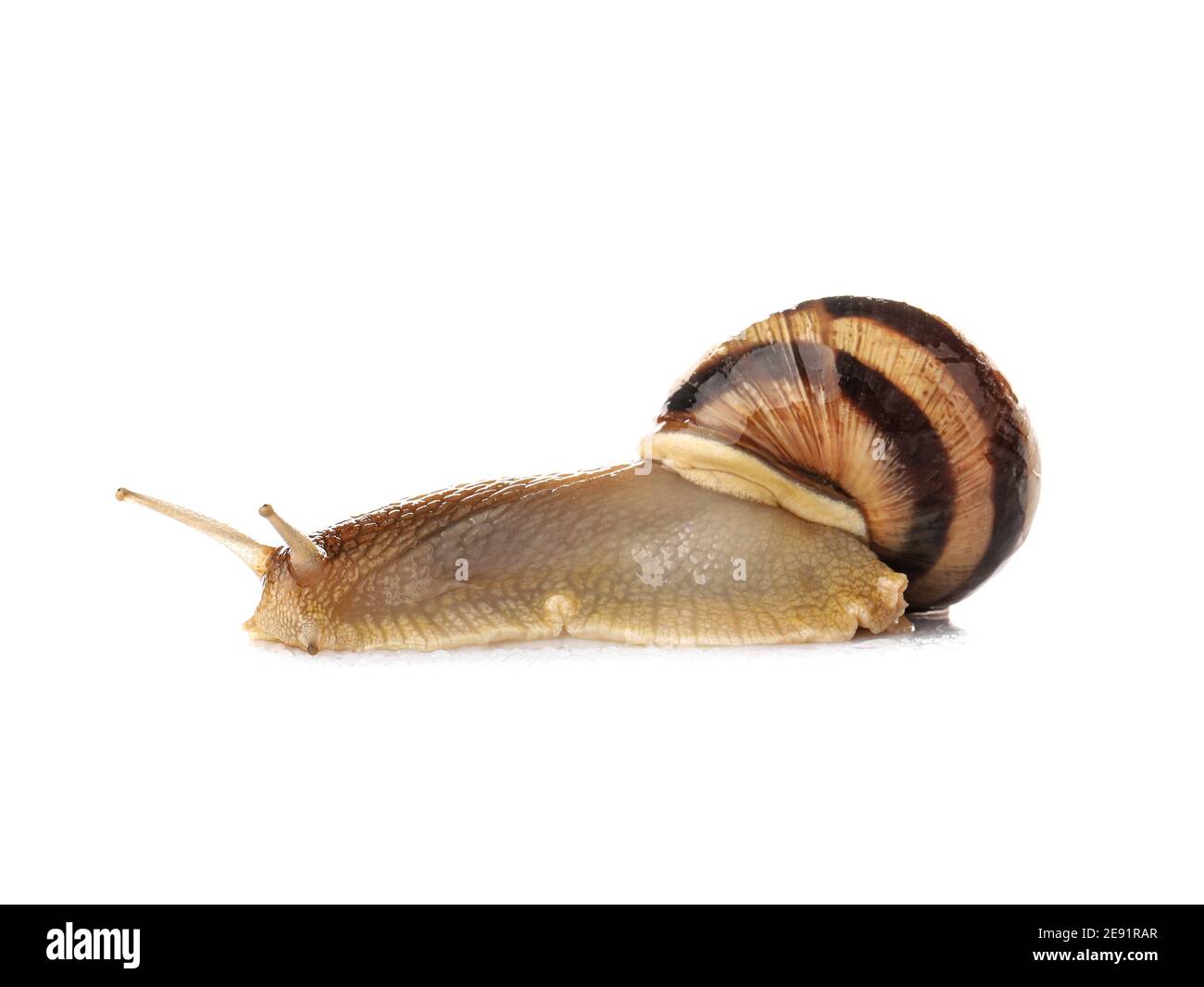 Species of snails Cut Out Stock Images & Pictures - Alamy
