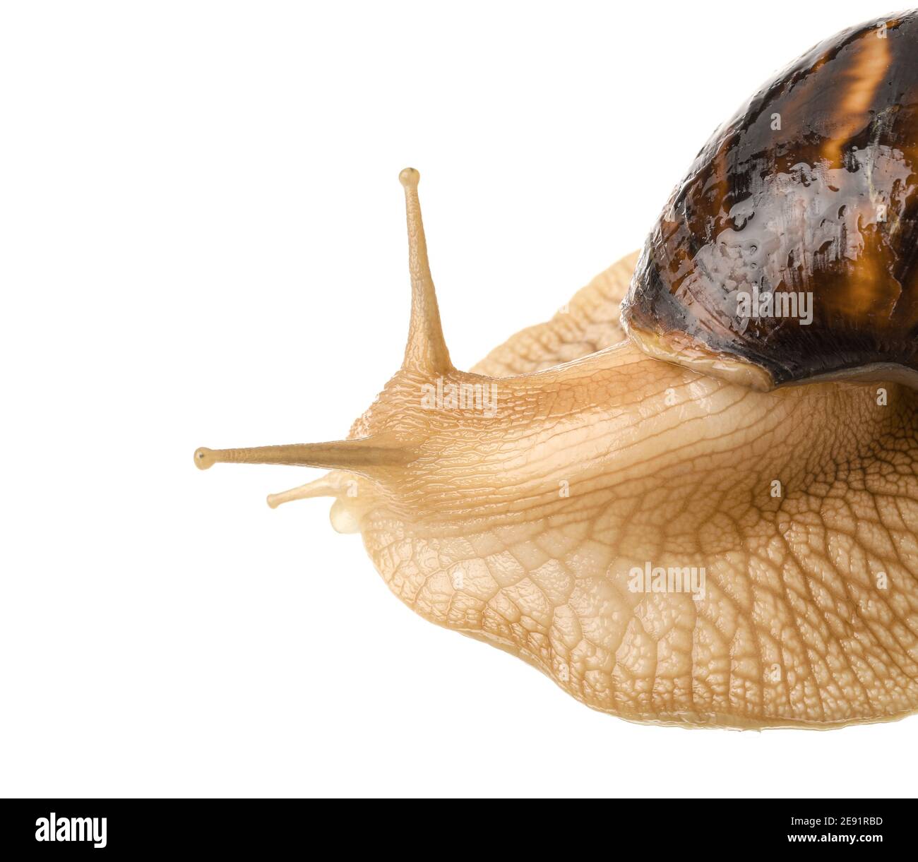 Giant Achatina snail on white background, closeup Stock Photo - Alamy