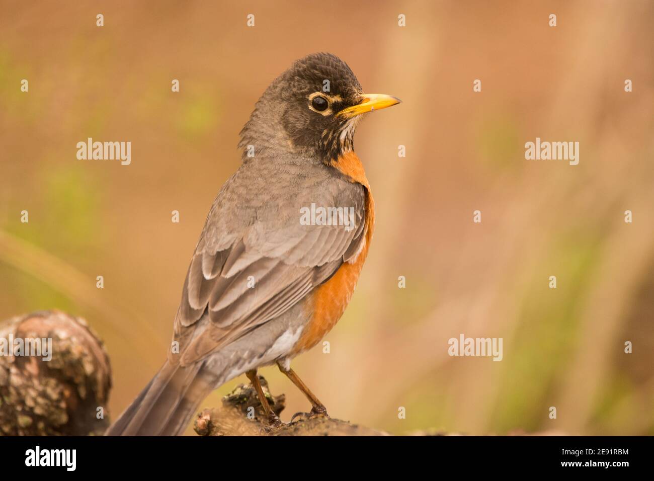 American robin flying hi-res stock photography and images - Alamy