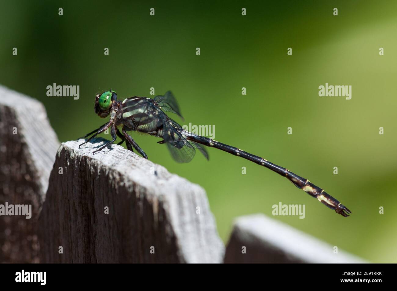Arrow clubtail hi-res stock photography and images - Alamy