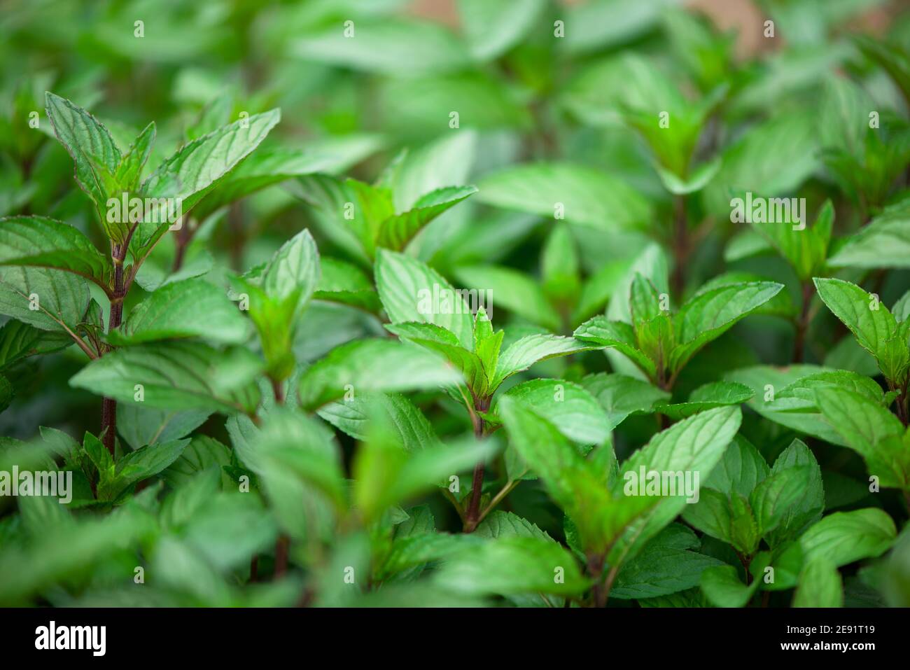 Mint plant grow at vegetable garden Stock Photo - Alamy