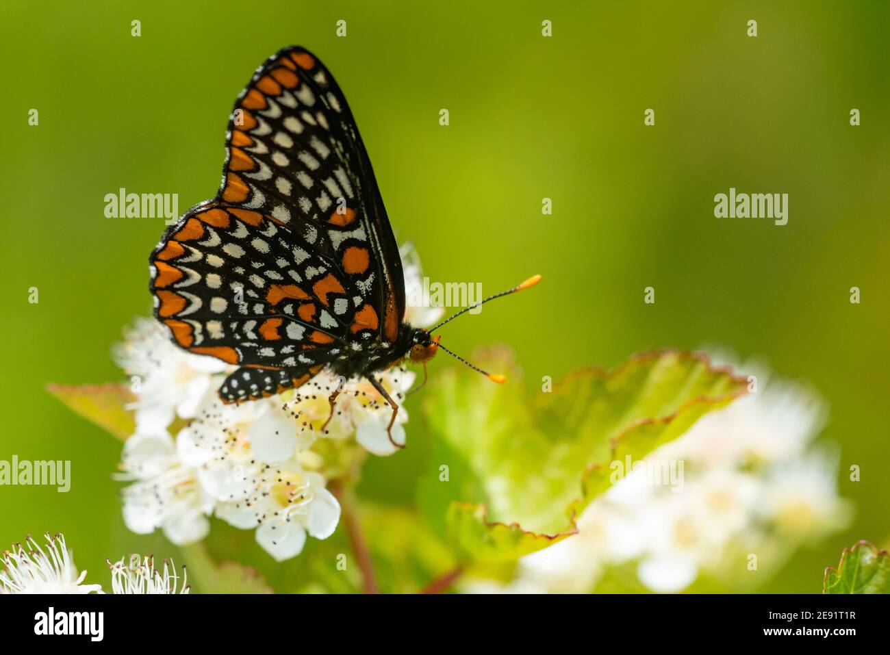 Baltimore checkerspot butterfly hi-res stock photography and images - Alamy