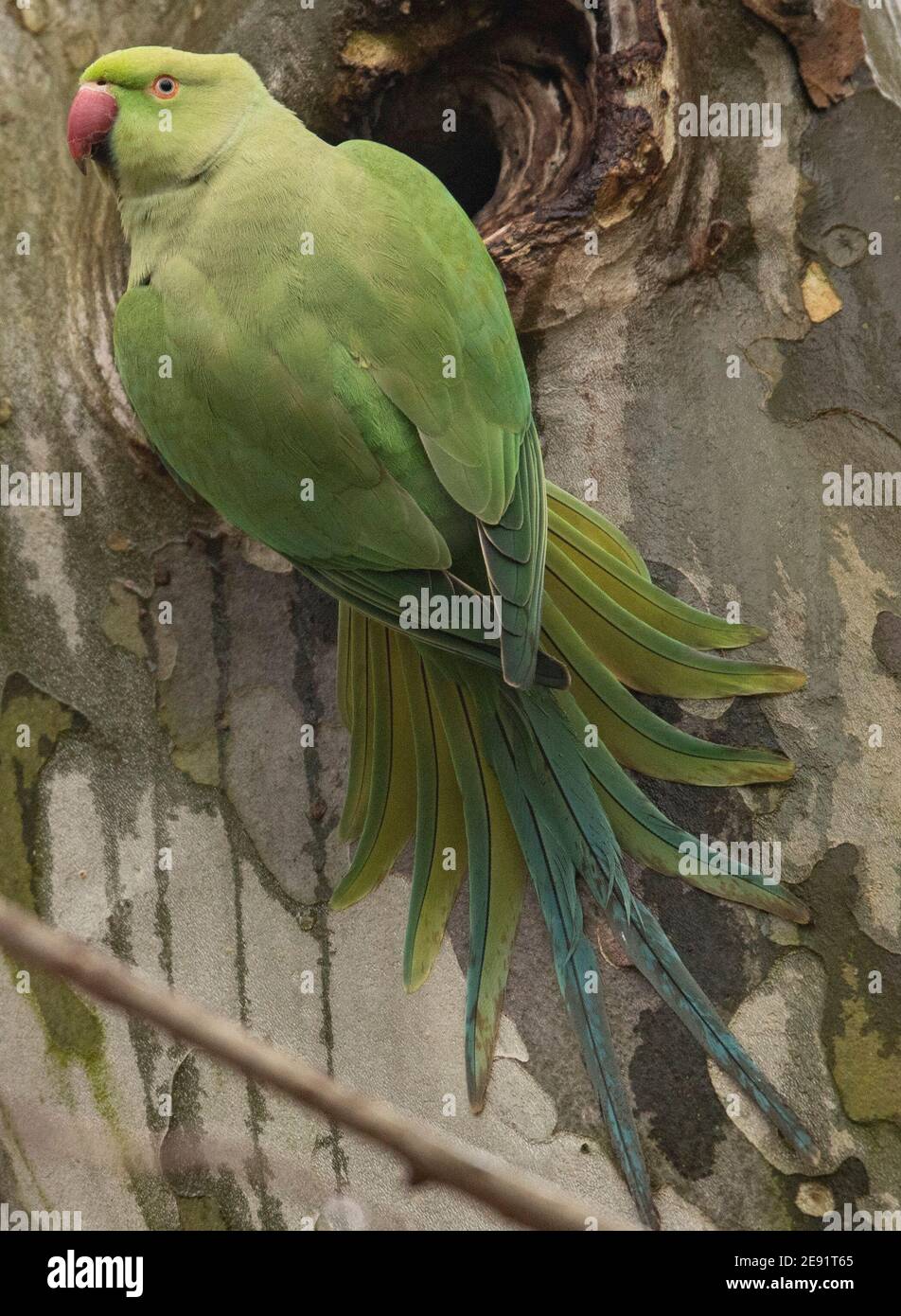 Colony of parrots hi-res stock photography and images - Alamy