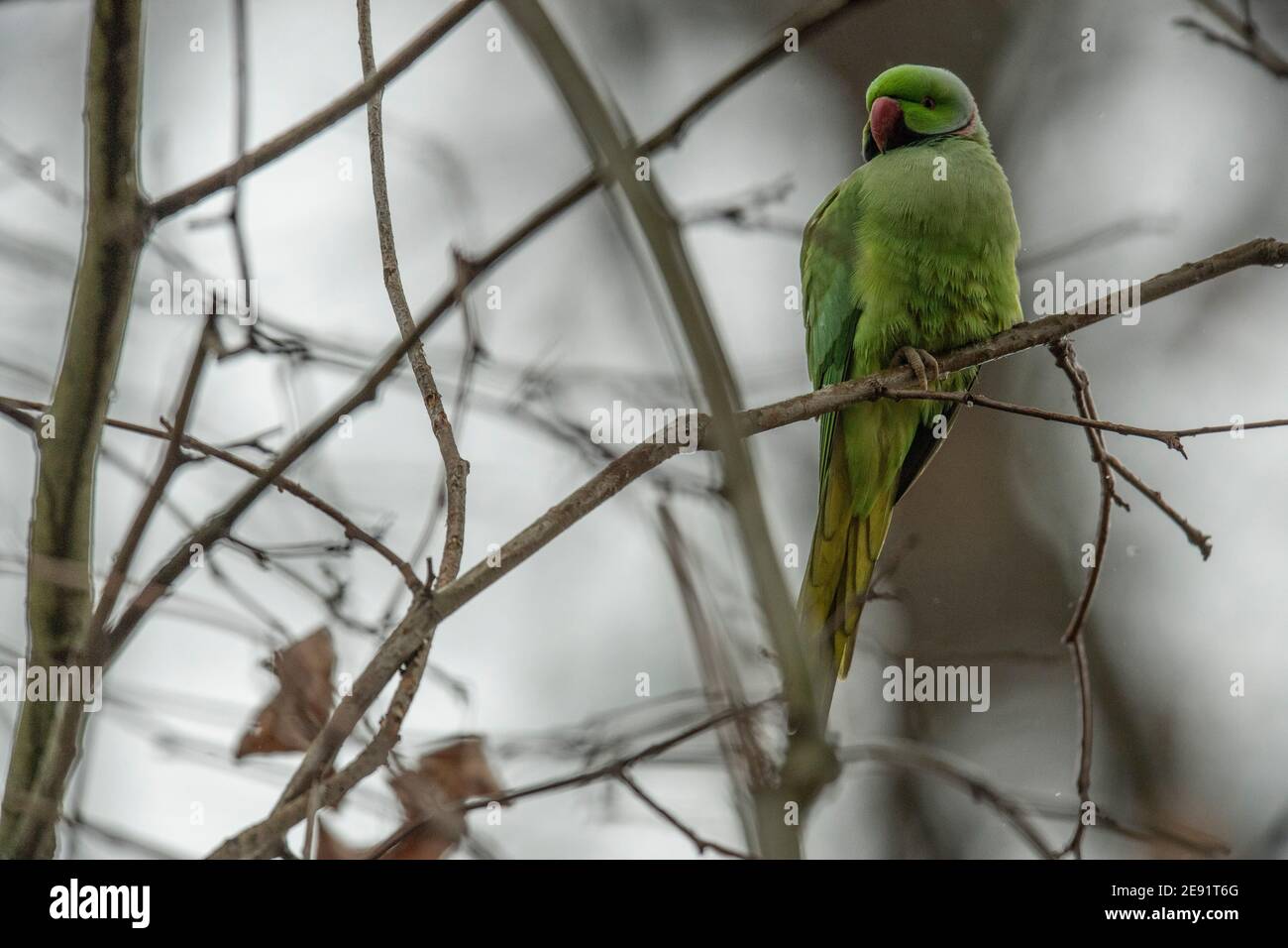 Wiesbaden, Germany. 27th Jan, 2021. A collared parakeet sits on a plane ...