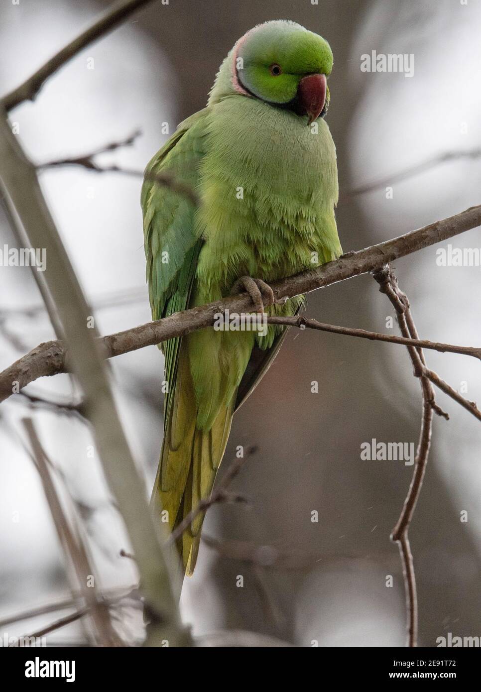 Emerald collared parakeet hi-res stock photography and images - Alamy