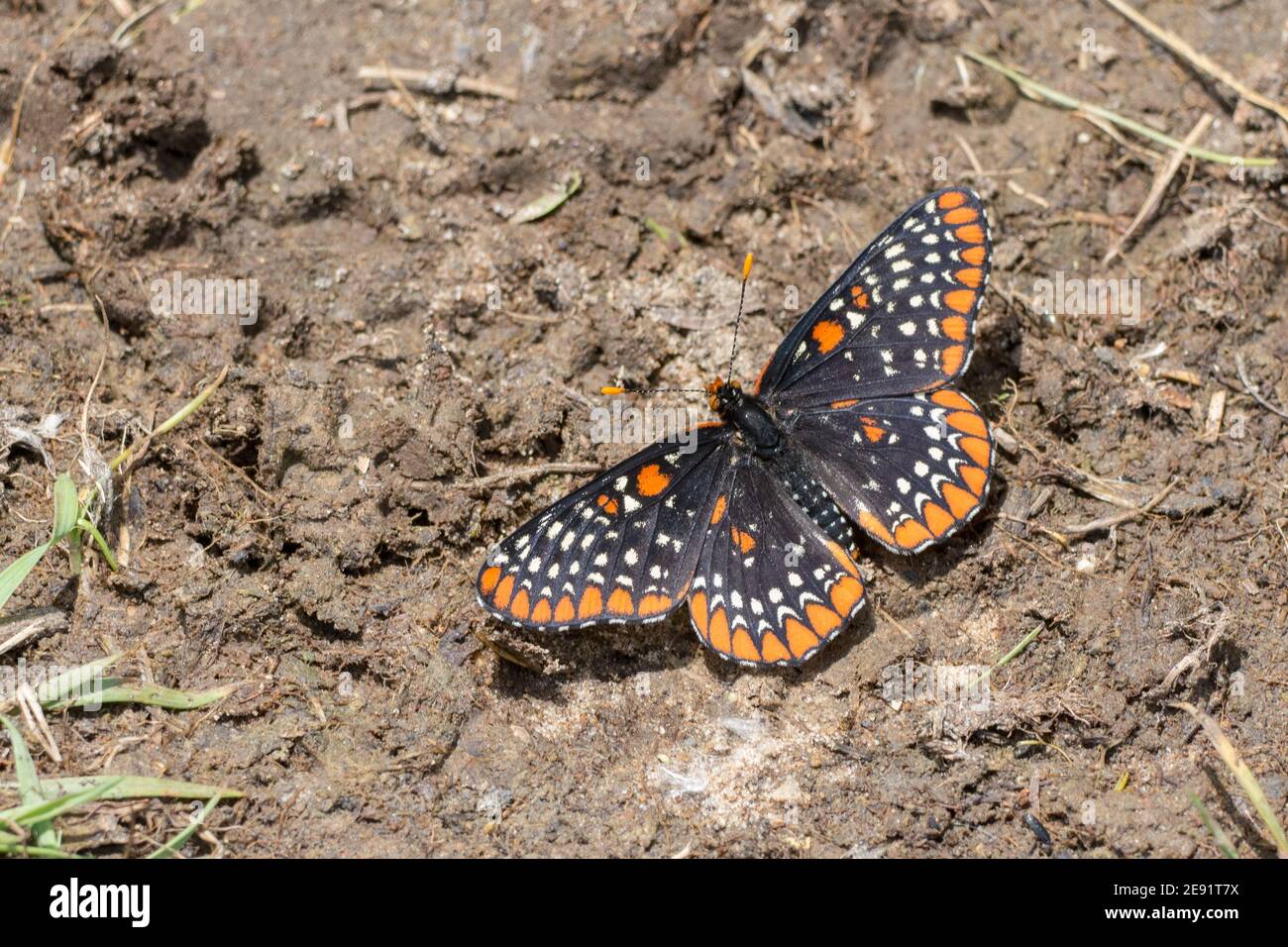 Baltimore checkerspot butterfly hi-res stock photography and images - Alamy