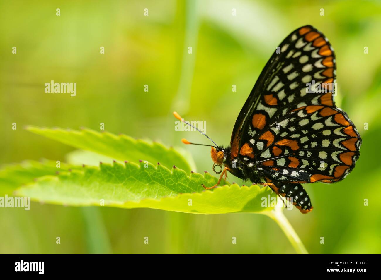 A Baltimore Checkerspot butterfly perched on a plant in the summer in ...