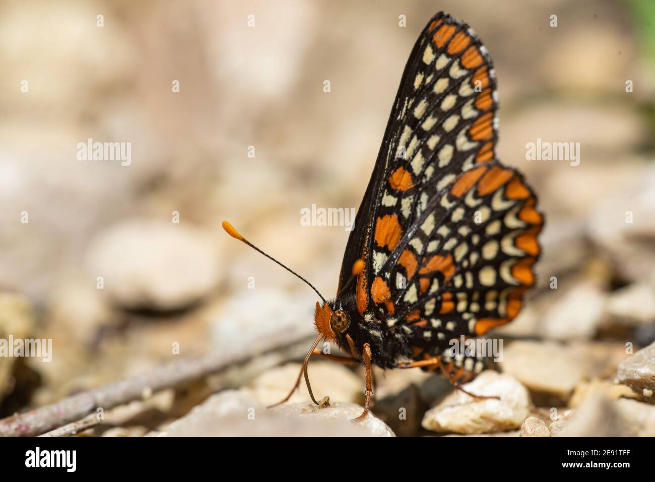 A Baltimore Checkerspot butterfly getting minerals from rocks on a ...