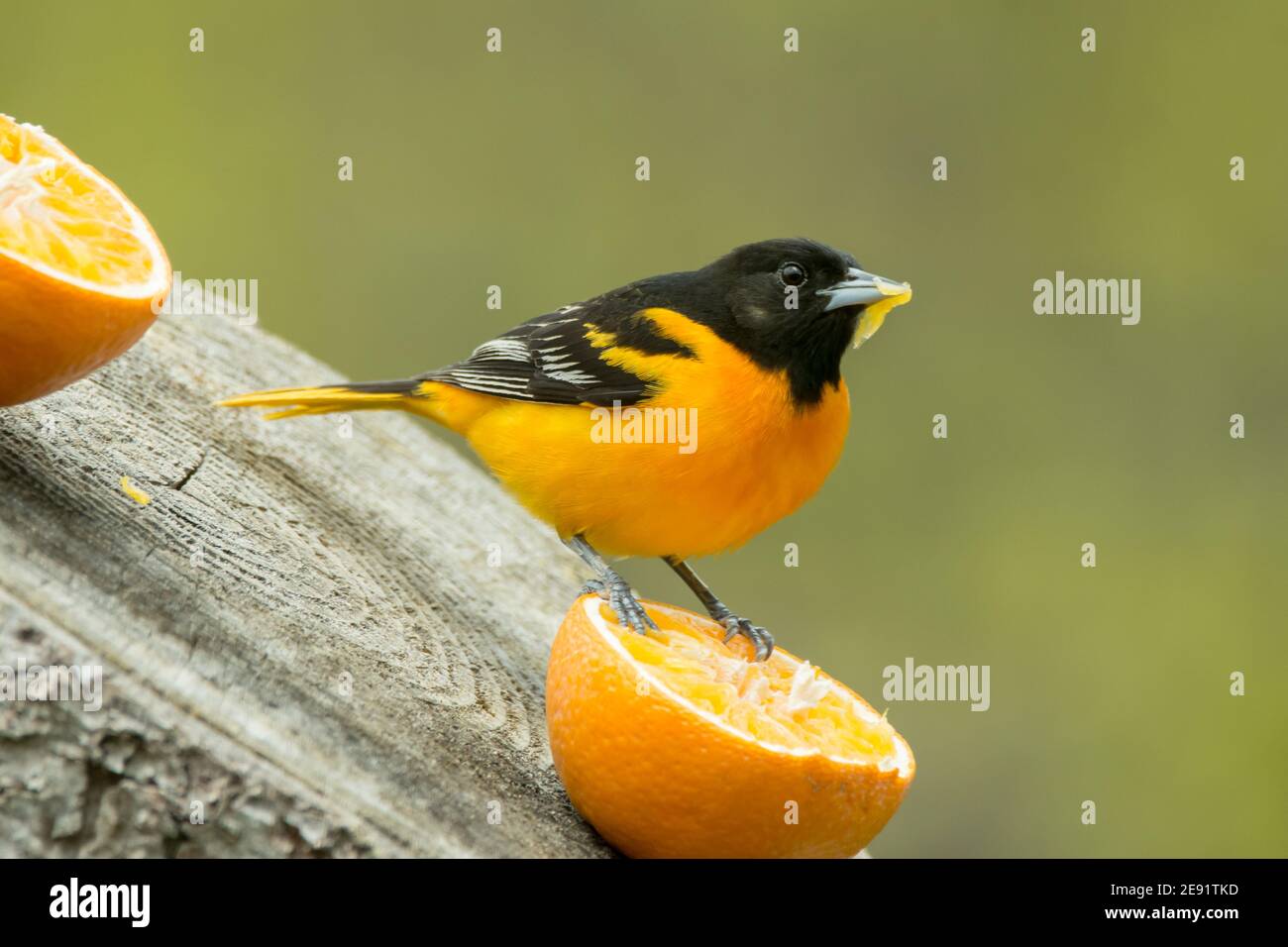 Oriole flying hi-res stock photography and images - Alamy