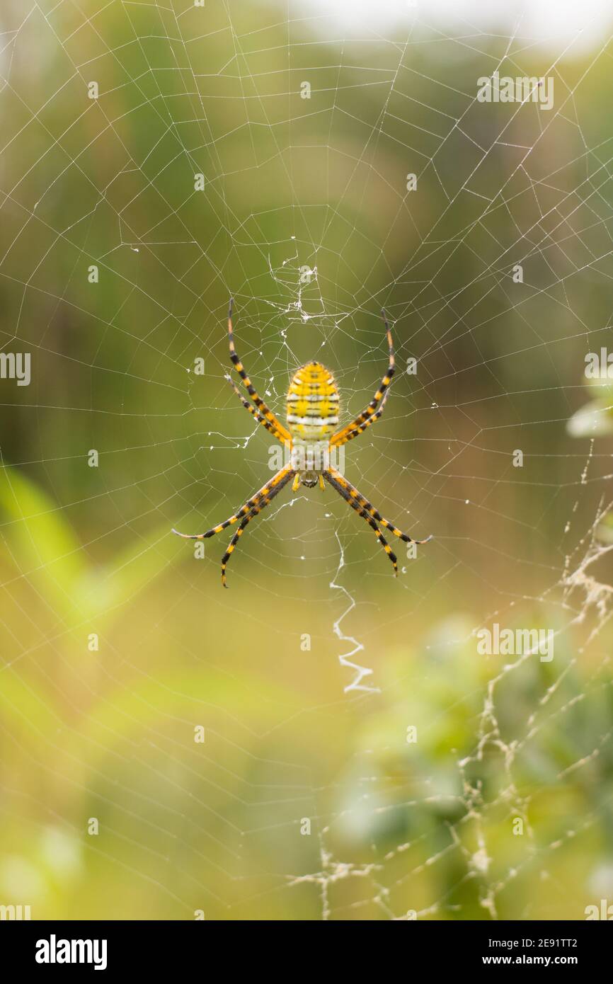 Banded garden spider argiope trifasciata hi-res stock photography and ...