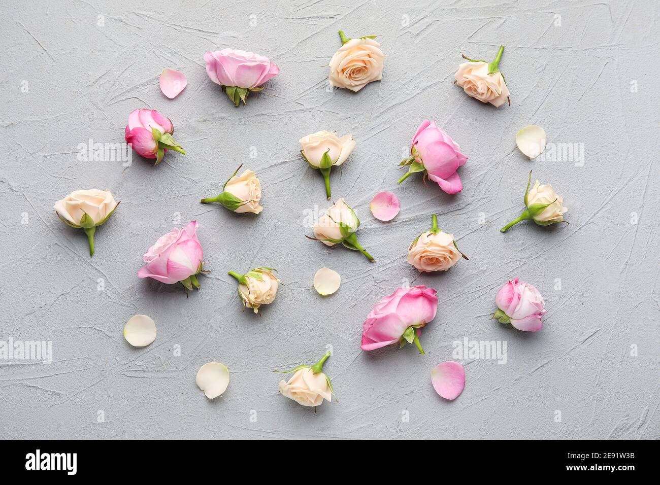 Beautiful roses on grey background Stock Photo - Alamy