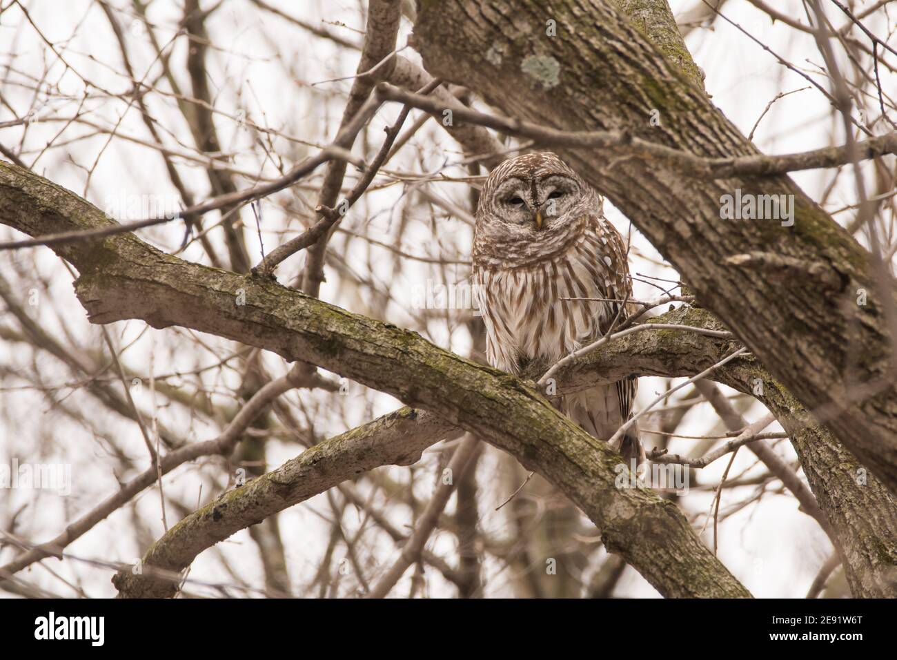 A Barred Owl hidden in the trees in a forest in Wisconsin Stock Photo ...