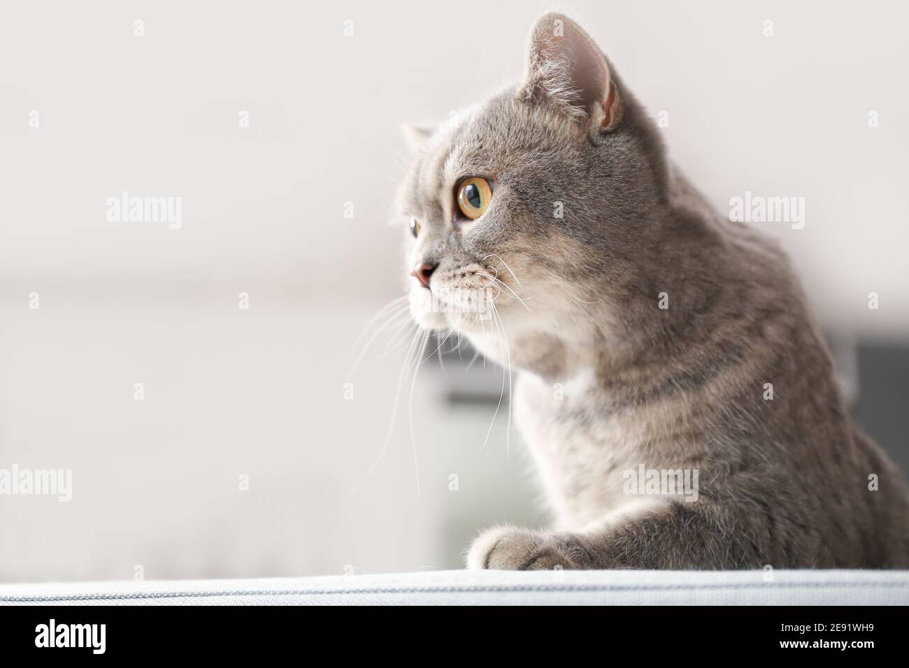 Cute curious cat at home Stock Photo - Alamy